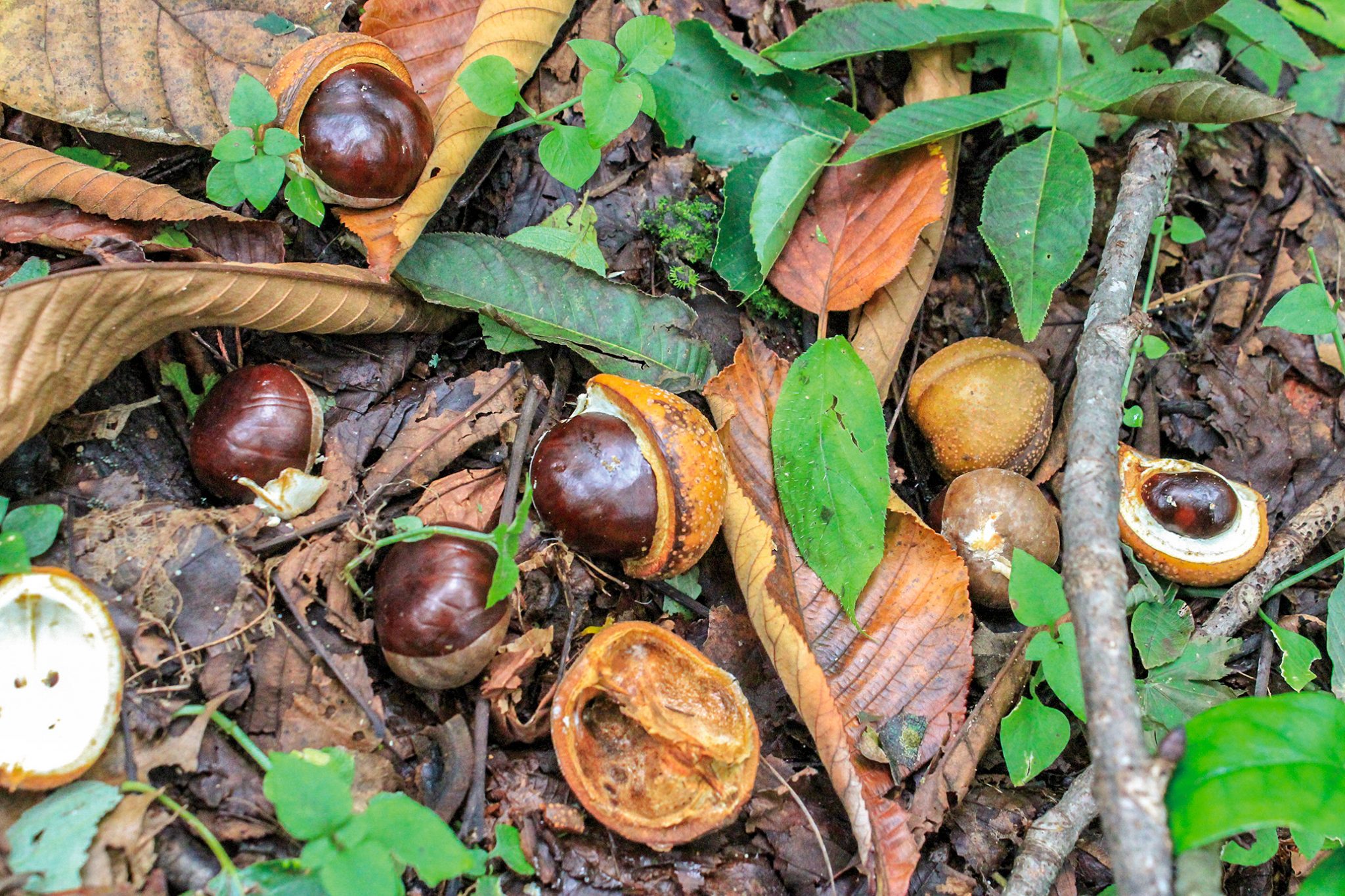 Exploring the Spirit of Snow Country: YUKIGUNI’s Unique Natural and ...