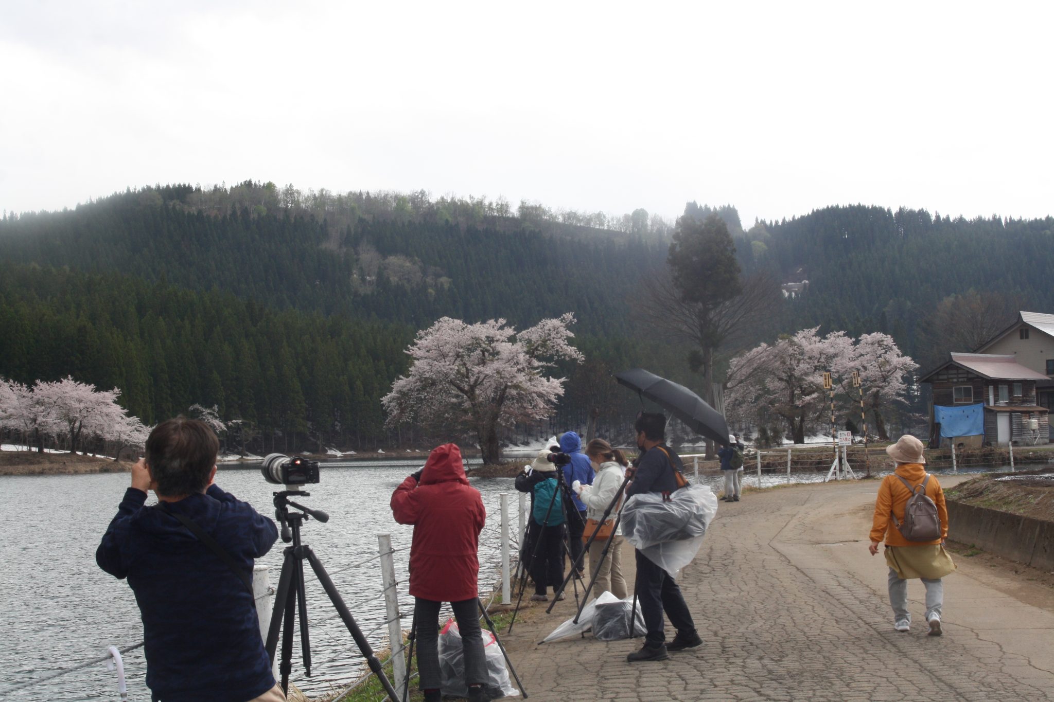 See Spring Cherry Blossoms in YUKIGUNI - YUKIGUNI-Lives shaped by snow