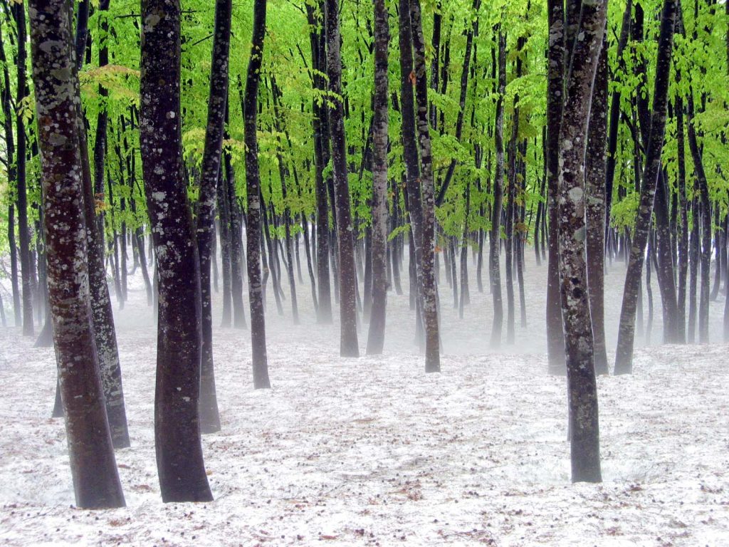 Go on a Serene Journey Through Bijinbayashi Forest - YUKIGUNI-Lives ...