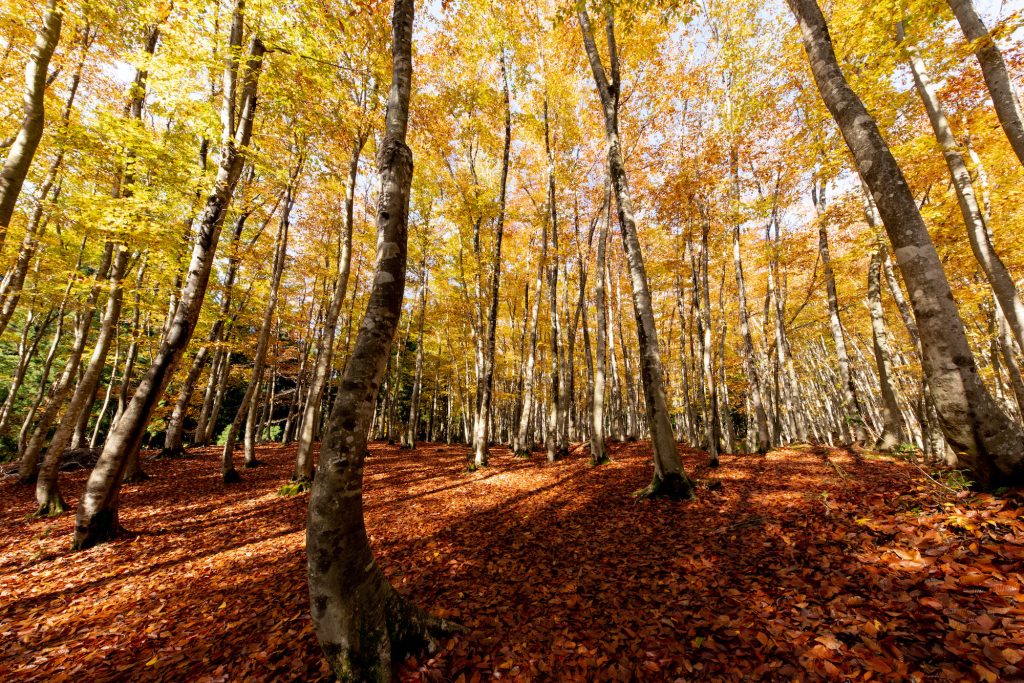 Go on a Serene Journey Through Bijinbayashi Forest - YUKIGUNI-Lives ...