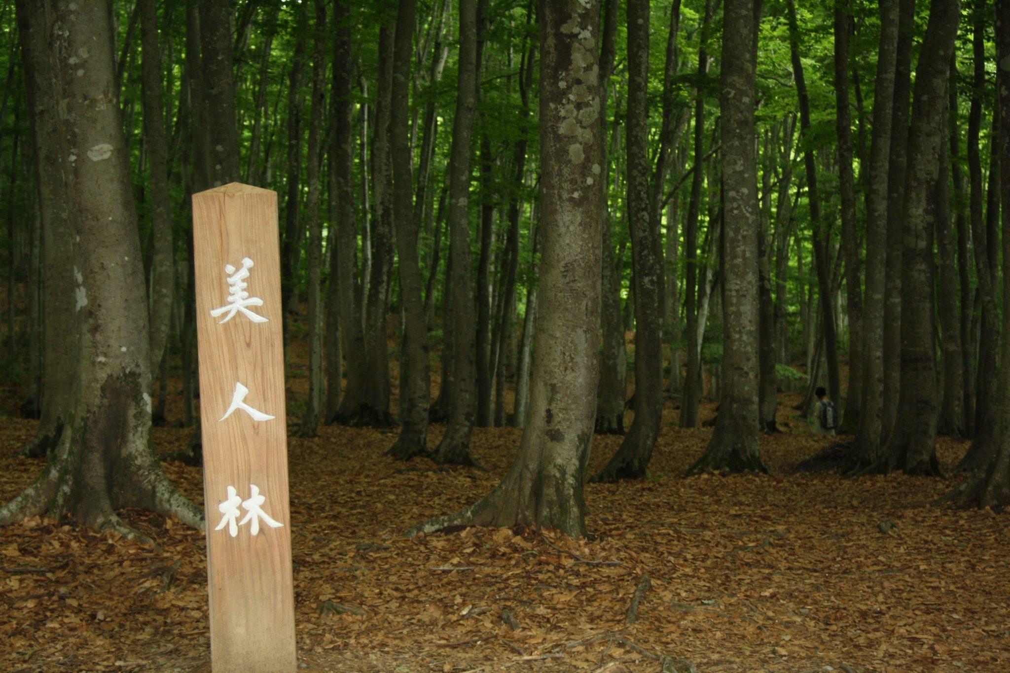 Go on a Serene Journey Through Bijinbayashi Forest - YUKIGUNI-Lives ...