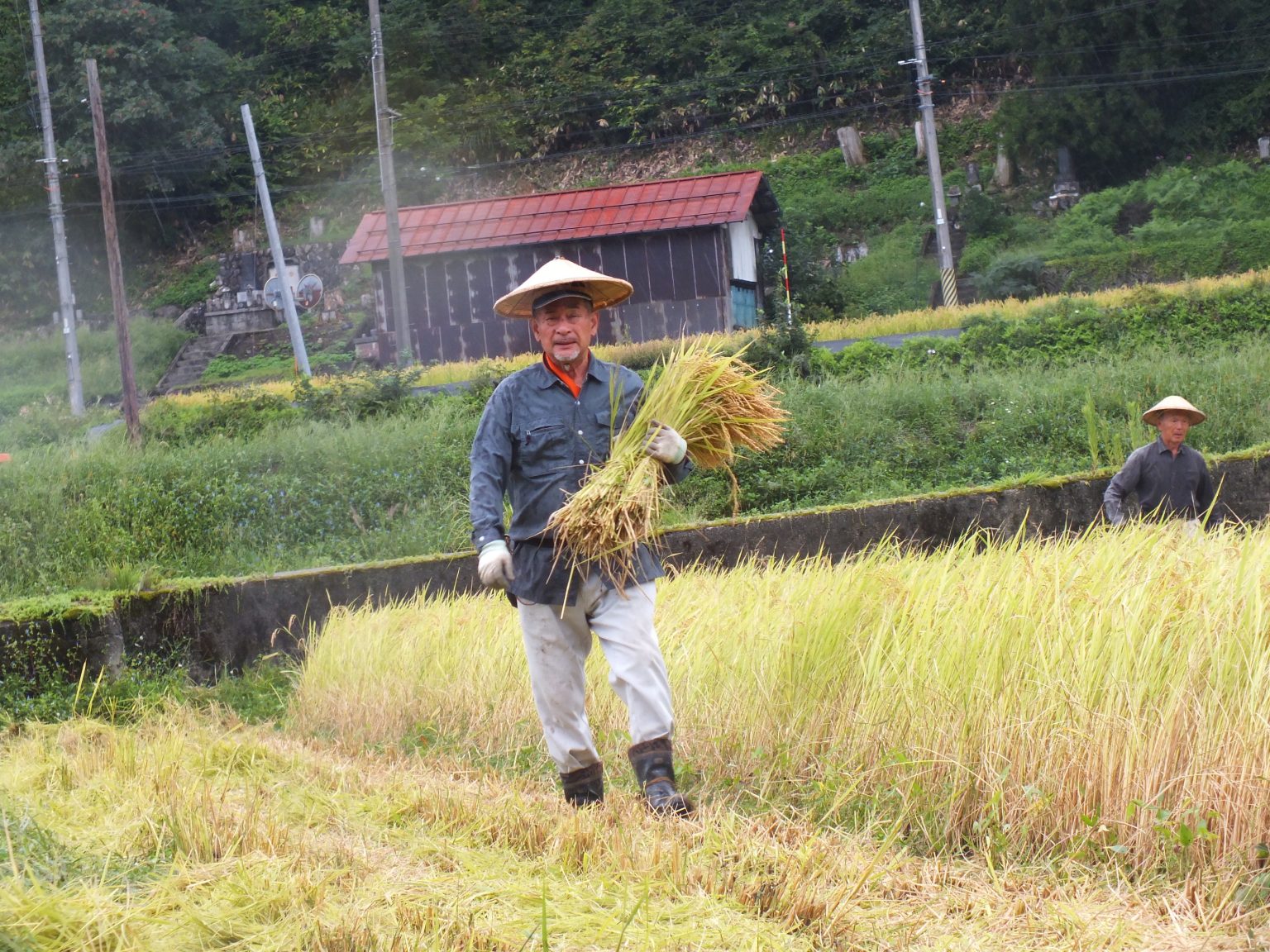 Koshihikari: The Premium Quality Rice of Japan - YUKIGUNI-Lives shaped ...