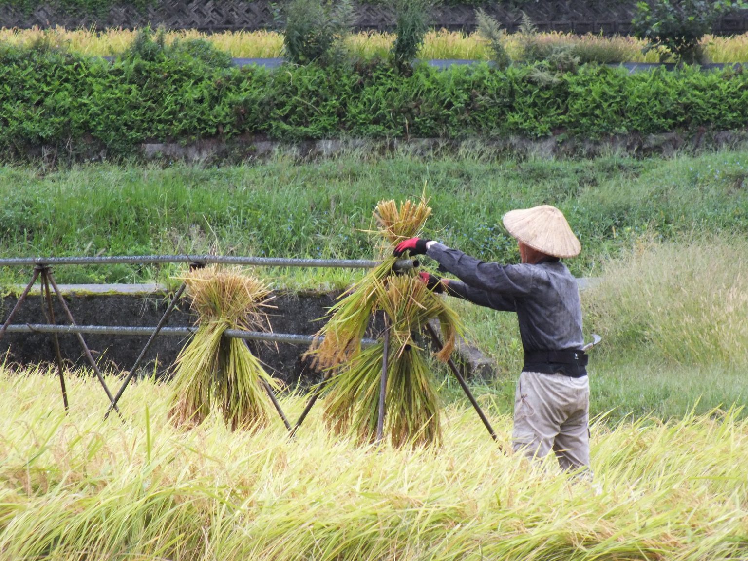 Koshihikari: The Premium Quality Rice of Japan - YUKIGUNI-Lives shaped ...
